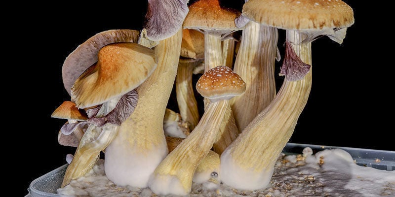 Everything About Psilocybe Cubensis